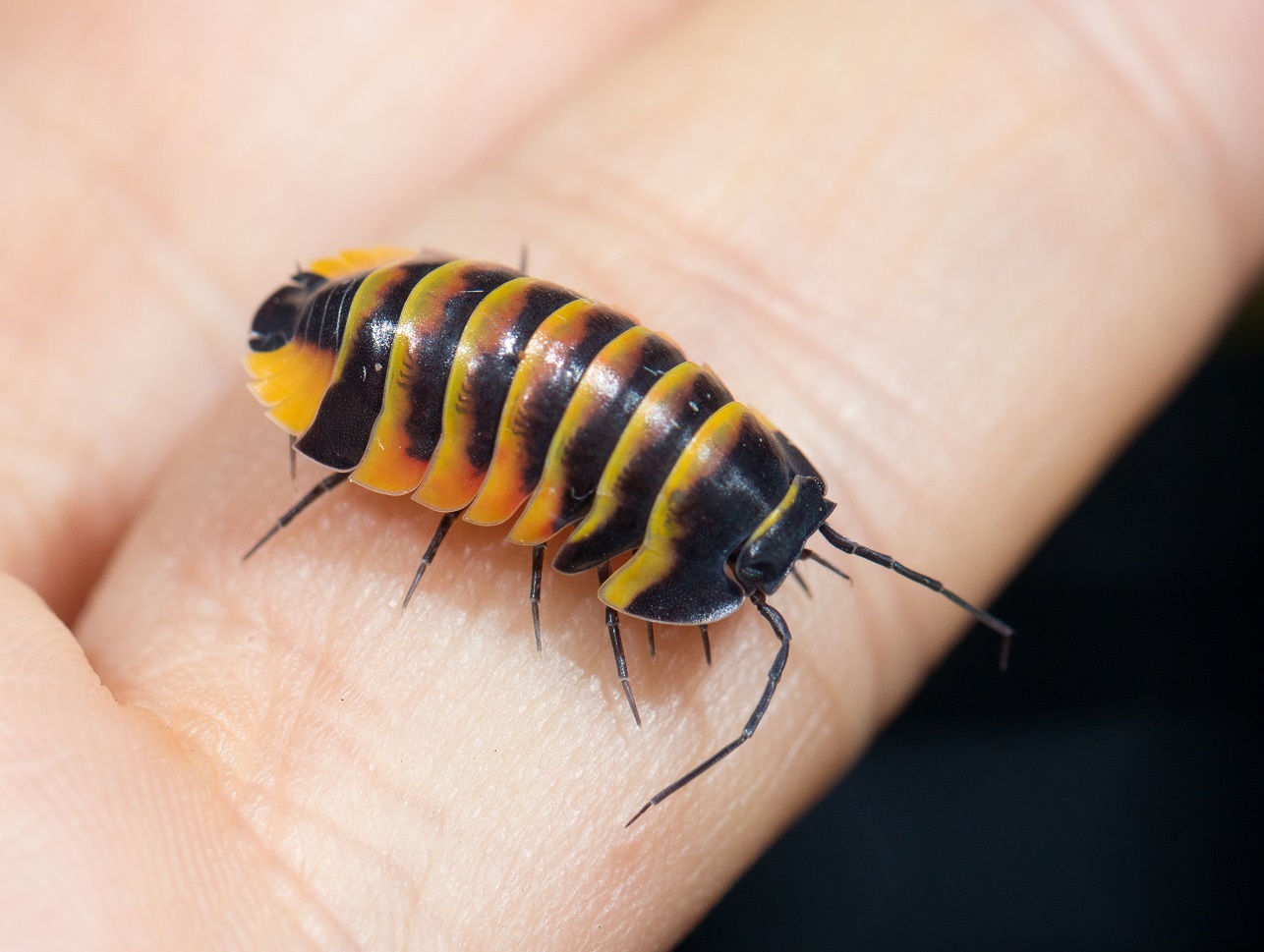 Skippy´s isopods | Arachnoboards